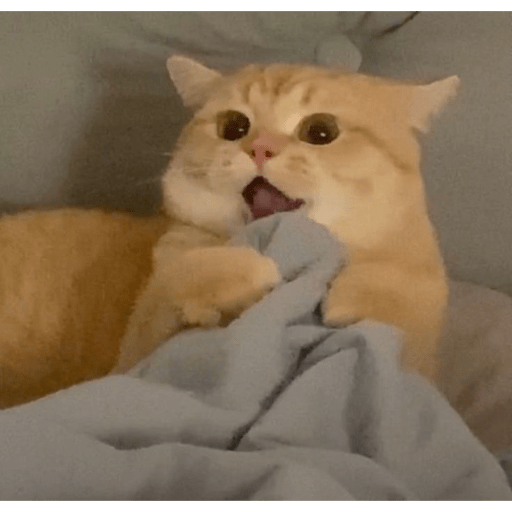 Michis 😺 (Michis chilean #1)