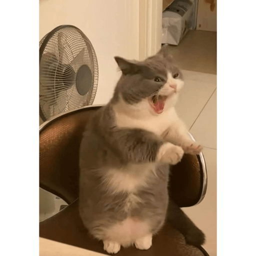 Michis 😺 (Michis chilean #1)