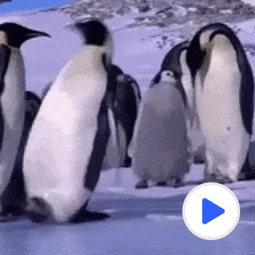 CAÍDAS GRACIOSAS (MEMES)🤣