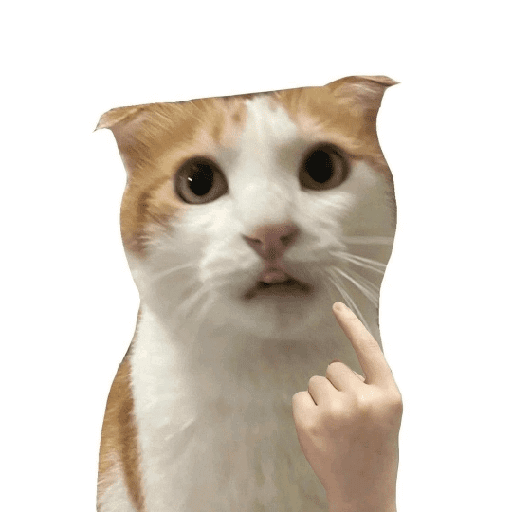 meme gato