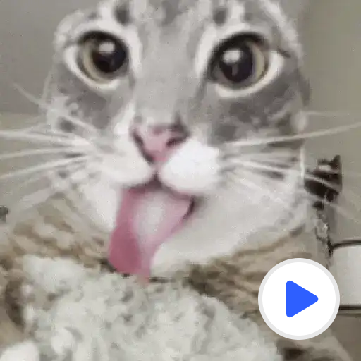 😼GATO SACANDO LA LENGUA👅