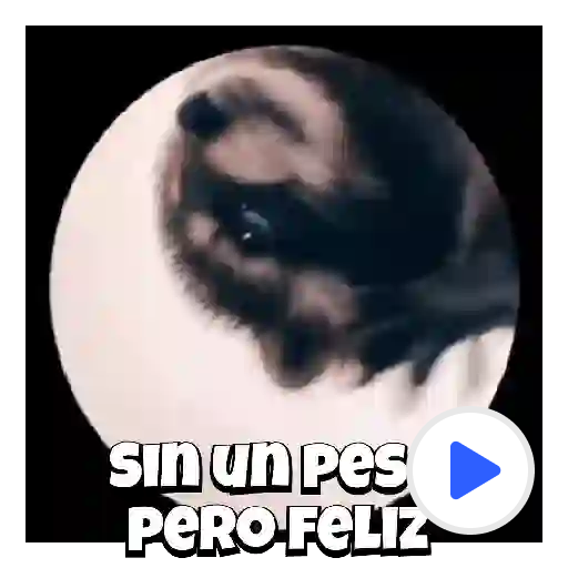 🎶Pedro, Pedro🦝Mapache🎶
