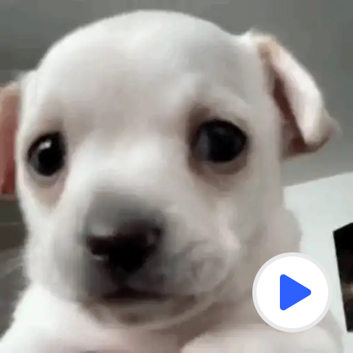 Cachorrinho