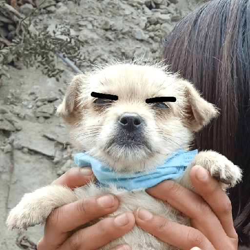 El perro mil oficios