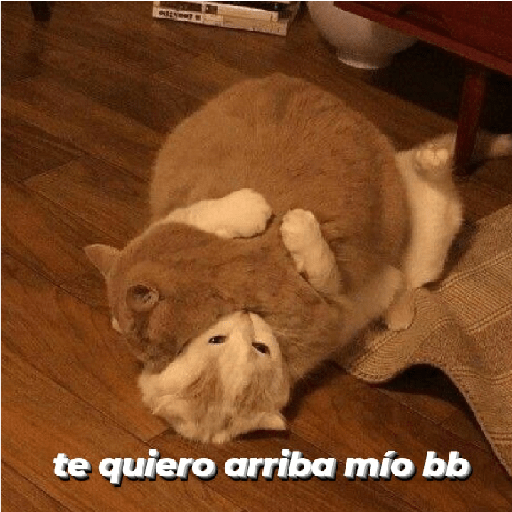 michis tiernos hechos de amor