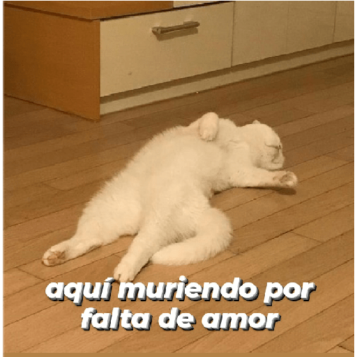 michis tiernos hechos de amor