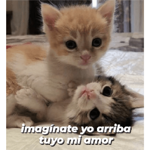 michis tiernos hechos de amor