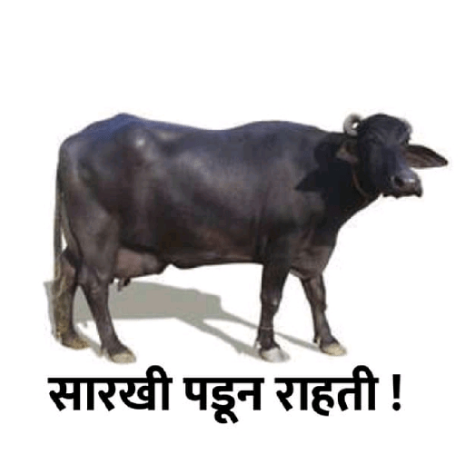 Marathi Meme