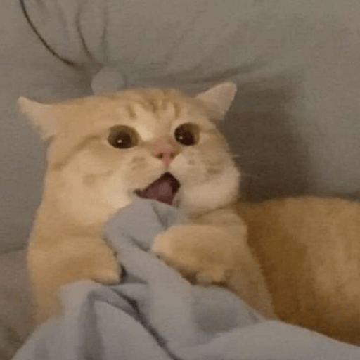 MEMES GATITOS 11😍