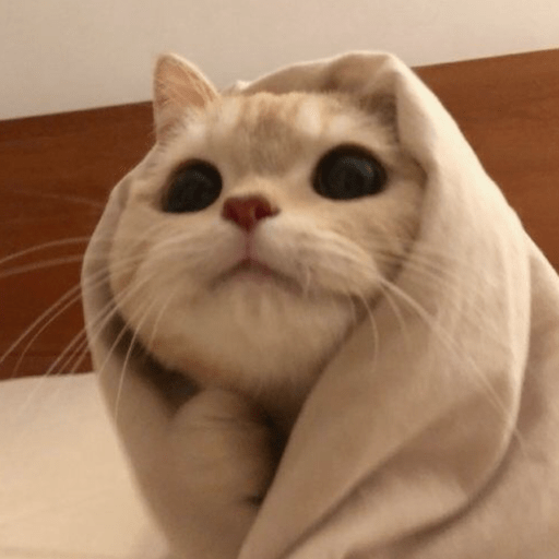 MEMES GATITOS 11😍