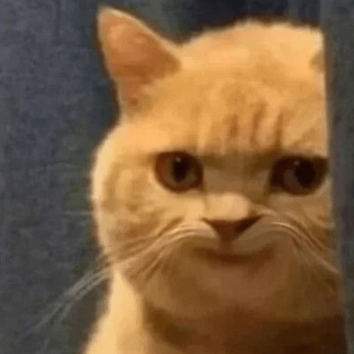 MEMES GATITOS 11😍