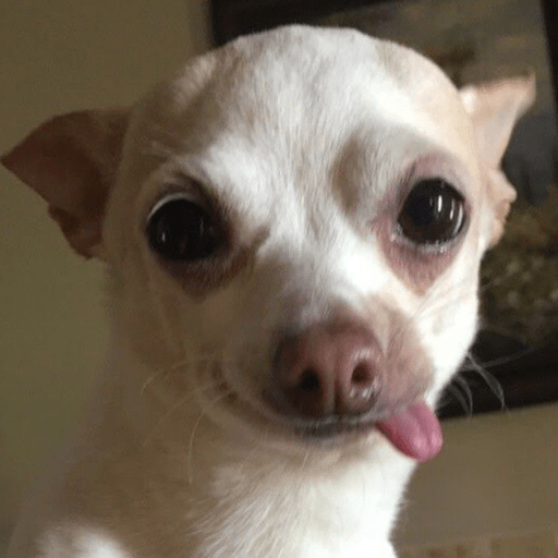 PERRITOS RANDOM 3😂