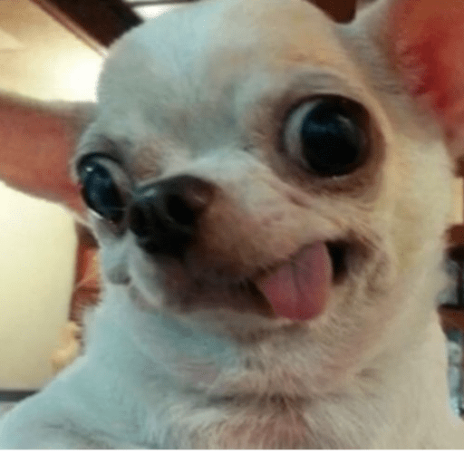 PERRITOS RANDOM 3😂