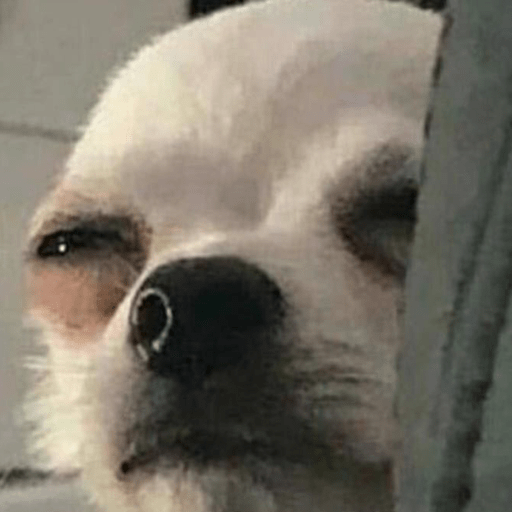 PERRITOS RANDOM 3😂