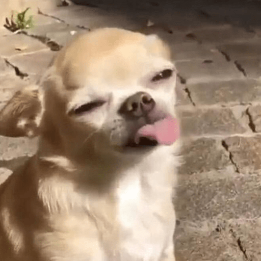 PERRITOS RANDOM 3😂