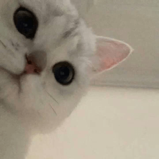 Mas Gatitos 3😍😍