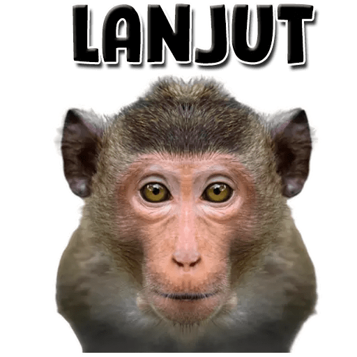 Stiker Jawa Monyet Lucu