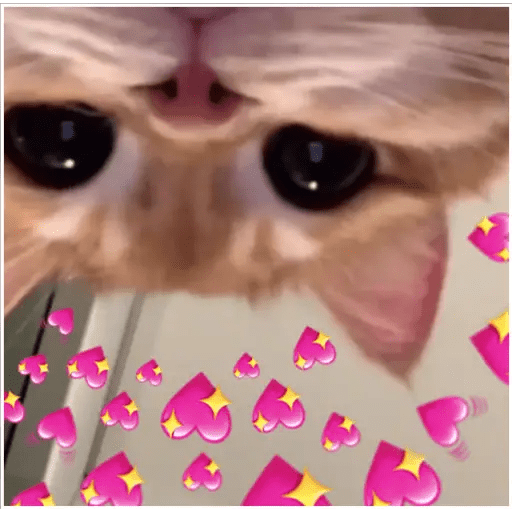 Gatos Tiernos 1