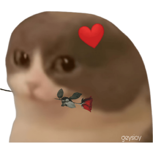 😸Gatos sin orejas 🐈