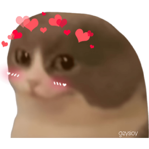 😸Gatos sin orejas 🐈