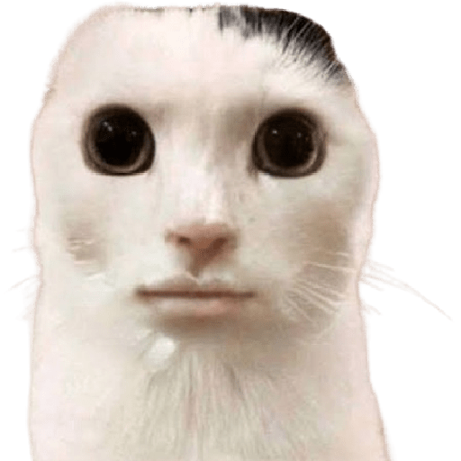 😸Gatos sin orejas 🐈