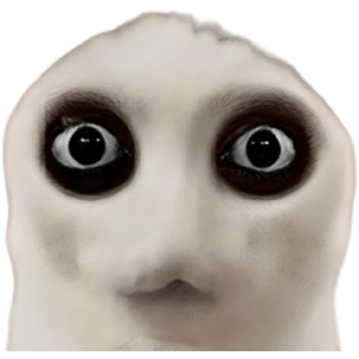 😸Gatos sin orejas 🐈