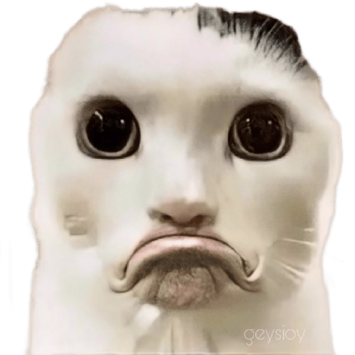 😸Gatos sin orejas 🐈