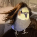 Pajaritos UwU🐦💗💫